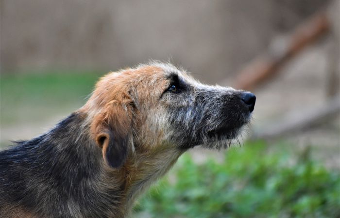 Top 36 Things Wales is Known For & Famous For • Lyfepyle